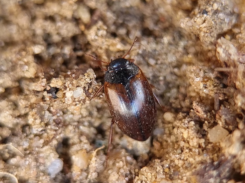 Hydroporus planus - gyakori kiscsíkbogár