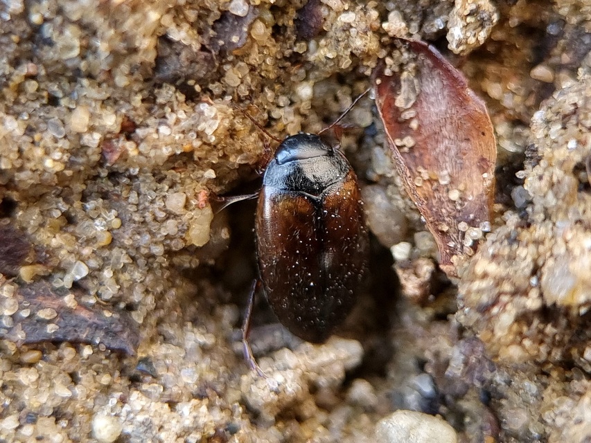 gyakori kiscsíkbogár - Hydroporus planus
