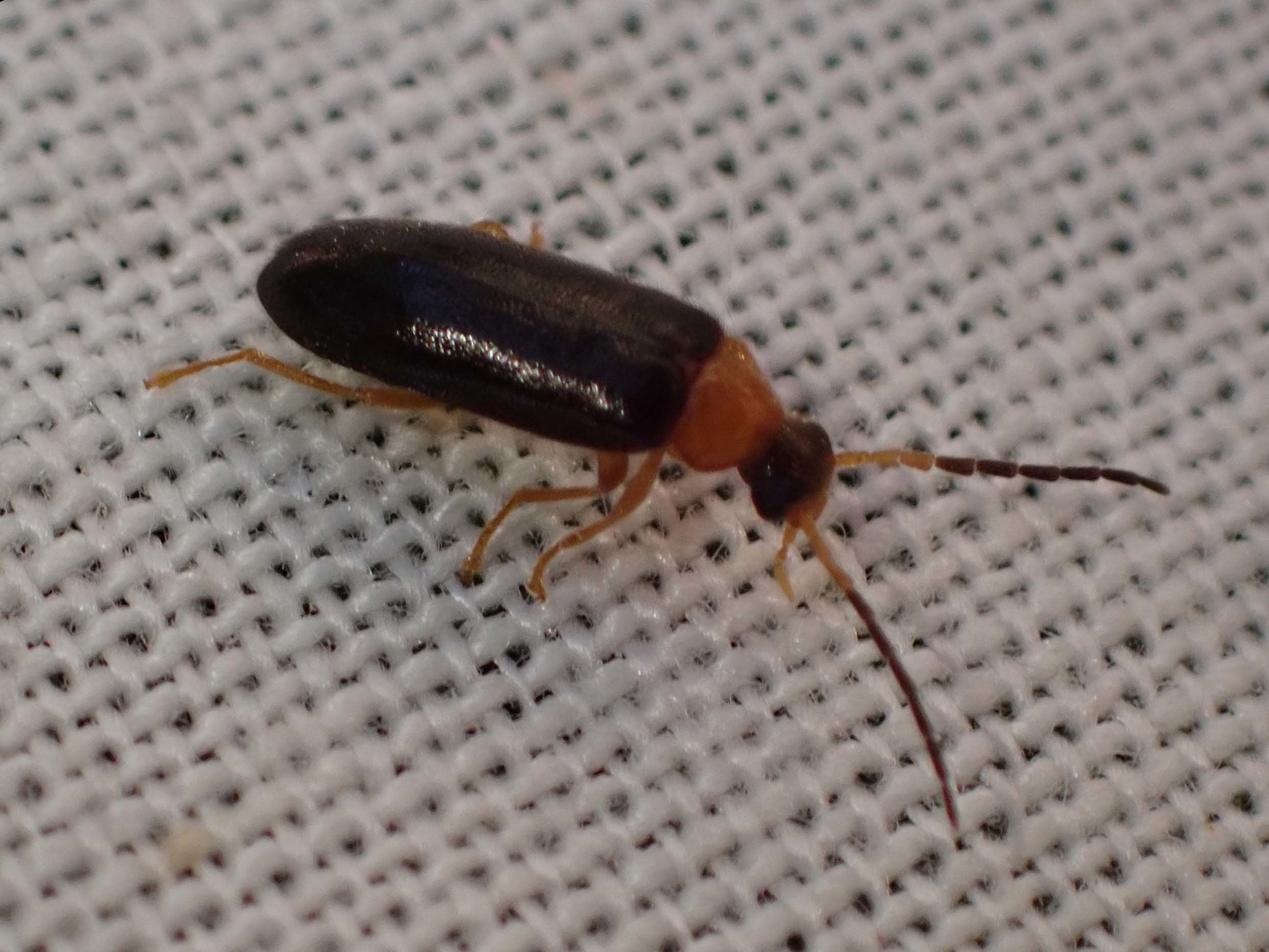 Conopalpus testaceus - feketecsápú cserjekomorka