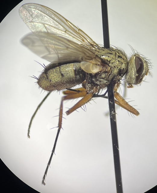 Dexia rustica - cserebogár-fürkészlégy