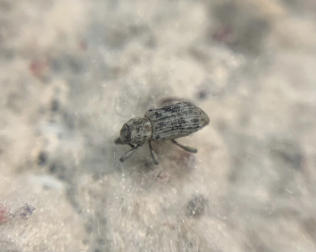 Bagous tempestivus - boglárka-víziormányos